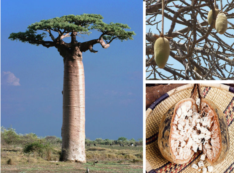 12 Beauty Benefits of Baobab Oil for Skin & Hair - beautymunsta - free ...