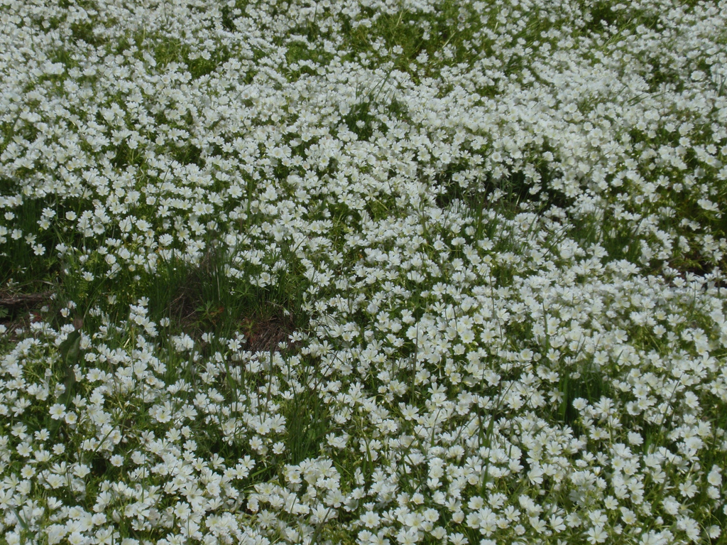 12 Beauty Benefits of Meadowfoam Seed Oil for Skin, Hair & More ...